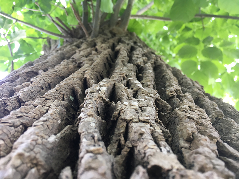 Tree Bark Diamond Bangle Bracelet - Cross Jewelers